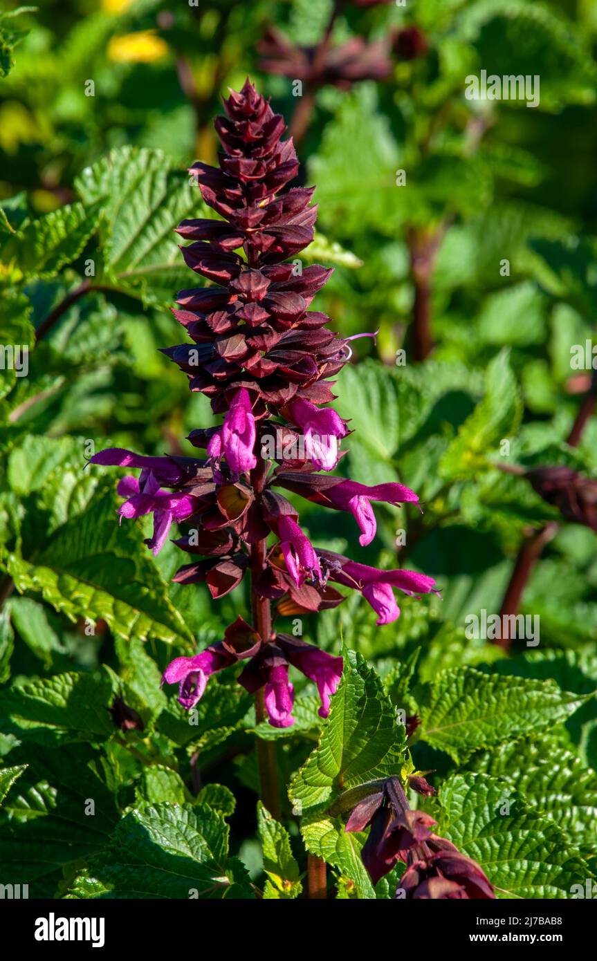 Sydney Australia, flower stem of a salvia ‘Rockin’ Fuchsia’ Stock Photo ...