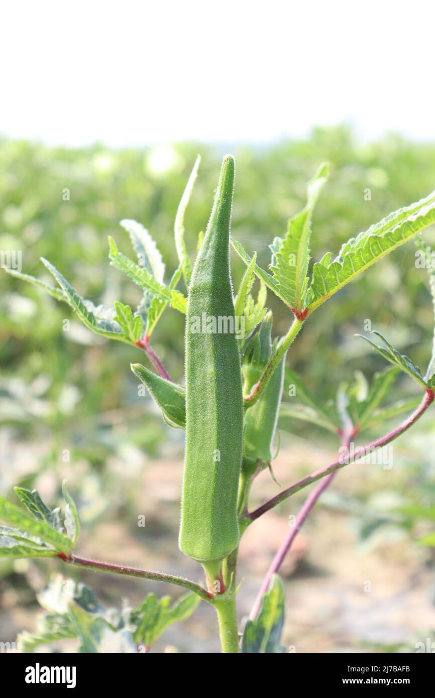 green colored lady finger on tree in firm for harvest Stock Photo - Alamy