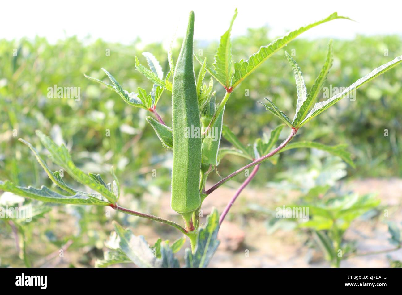 green colored lady finger on tree in firm for harvest Stock Photo - Alamy