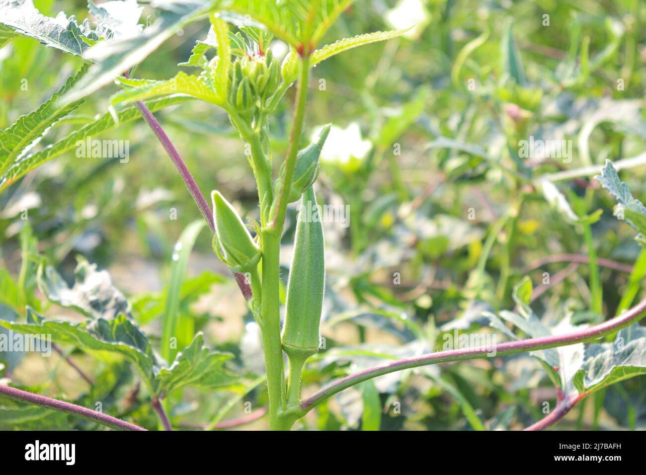 green colored lady finger on tree in firm for harvest Stock Photo - Alamy