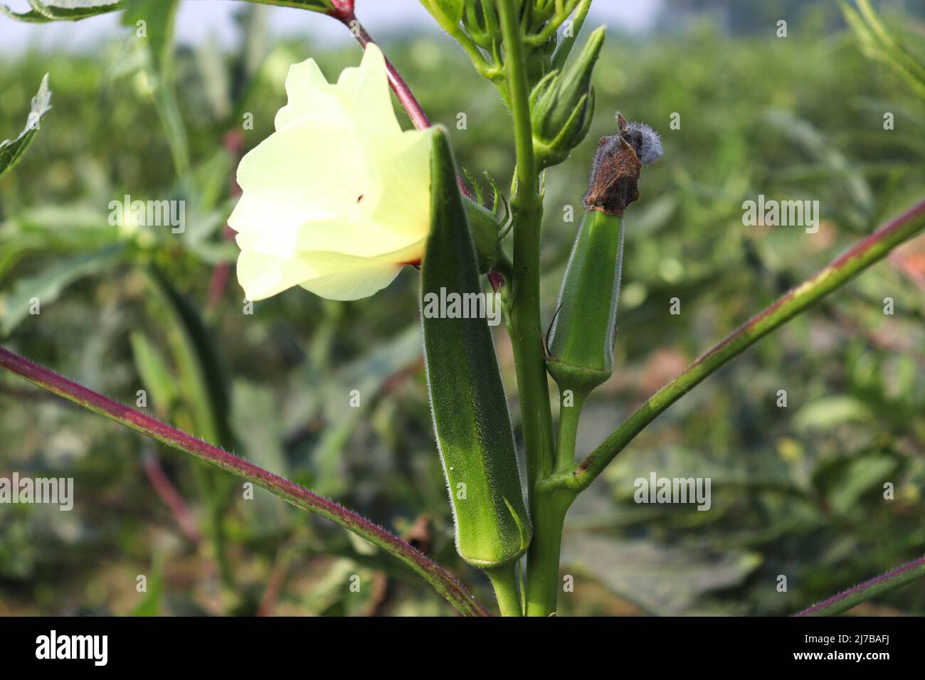 green colored lady finger on tree in firm for harvest Stock Photo - Alamy