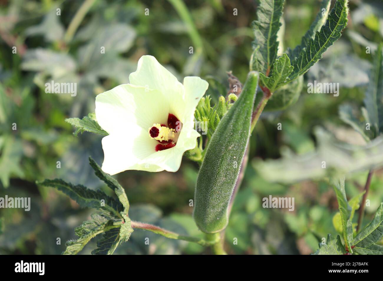 green colored lady finger on tree in firm for harvest Stock Photo - Alamy