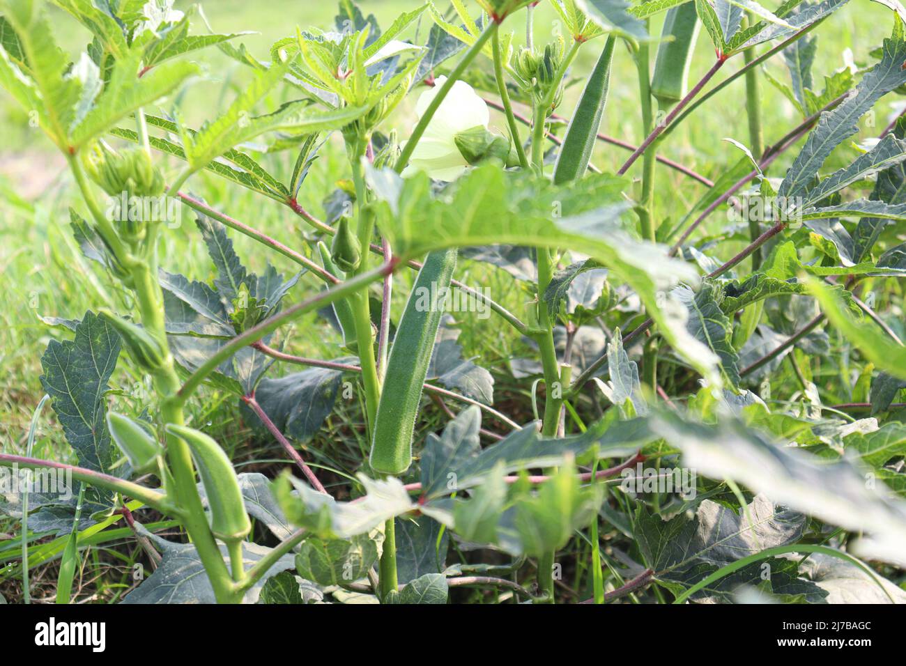 green colored lady finger on tree in firm for harvest Stock Photo - Alamy