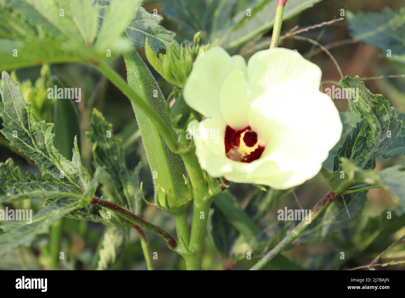 green colored lady finger on tree in firm for harvest Stock Photo - Alamy