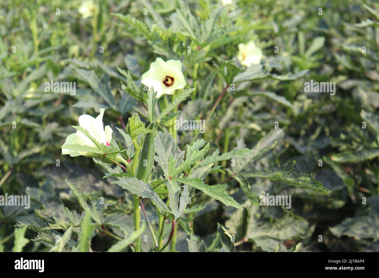 Lady finger farm hi-res stock photography and images - Alamy