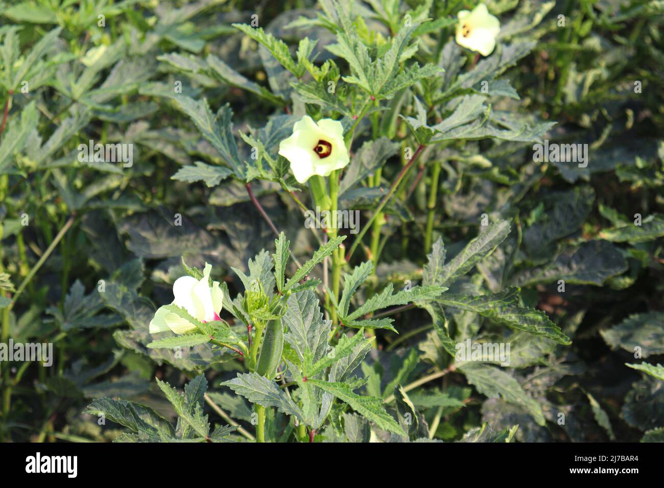 Lady finger leaf hi-res stock photography and images - Alamy
