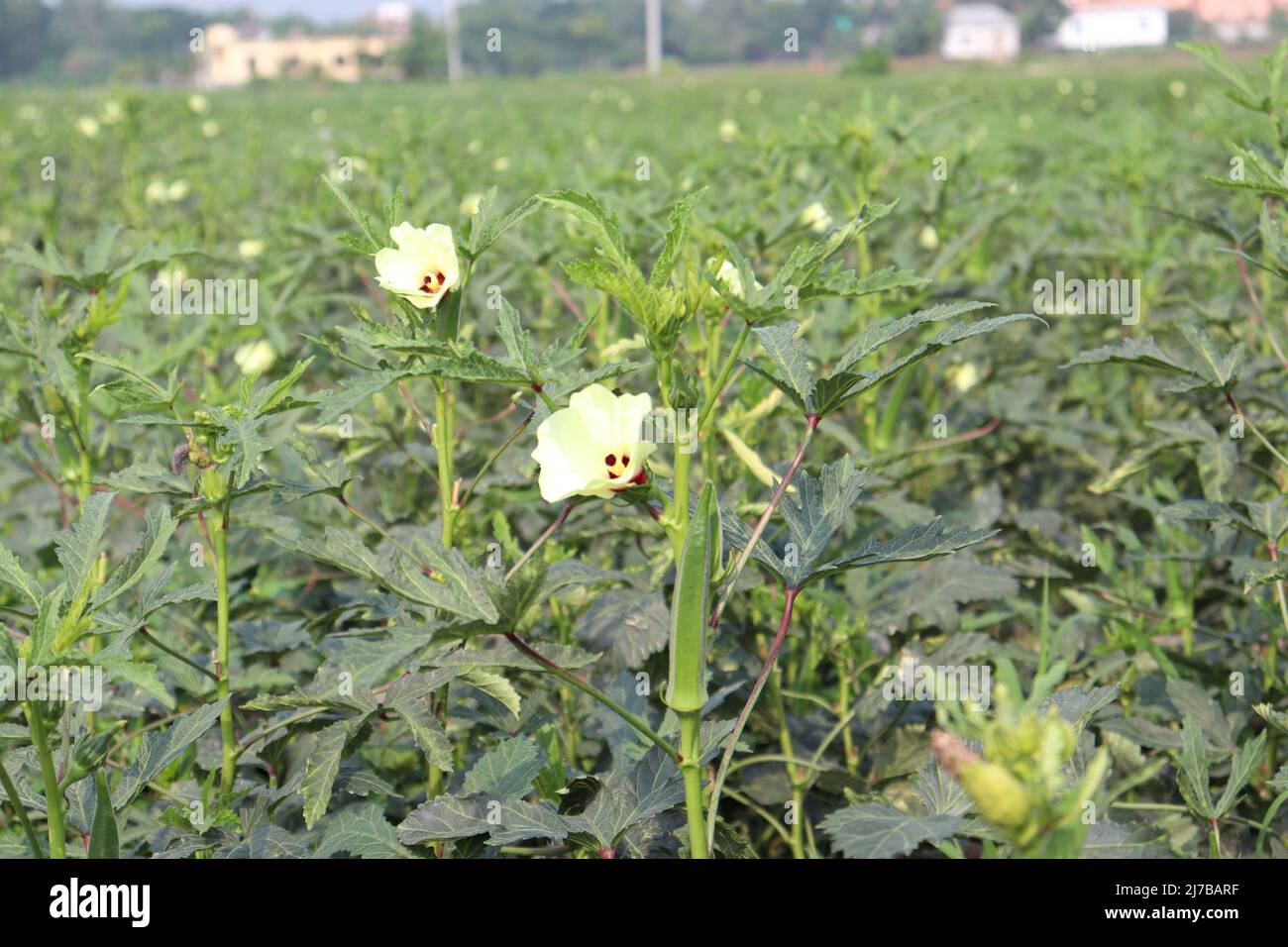 green colored lady finger on tree in firm for harvest Stock Photo - Alamy