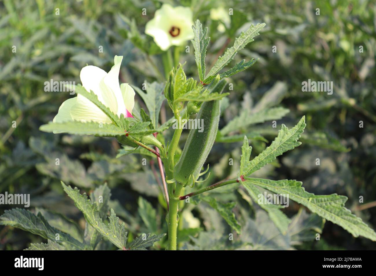 green colored lady finger on tree in firm for harvest Stock Photo - Alamy