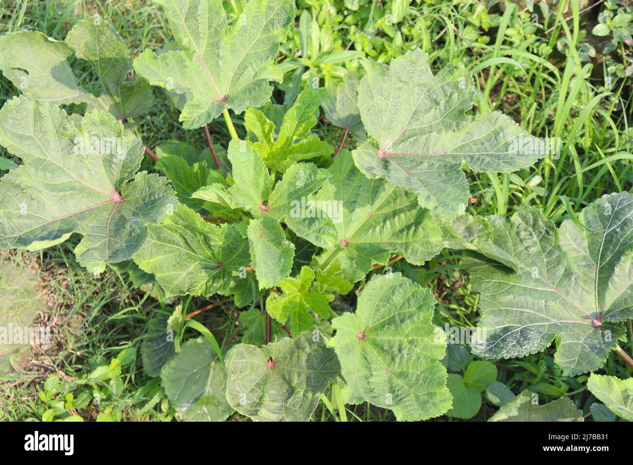 Lady finger farm hi-res stock photography and images - Alamy