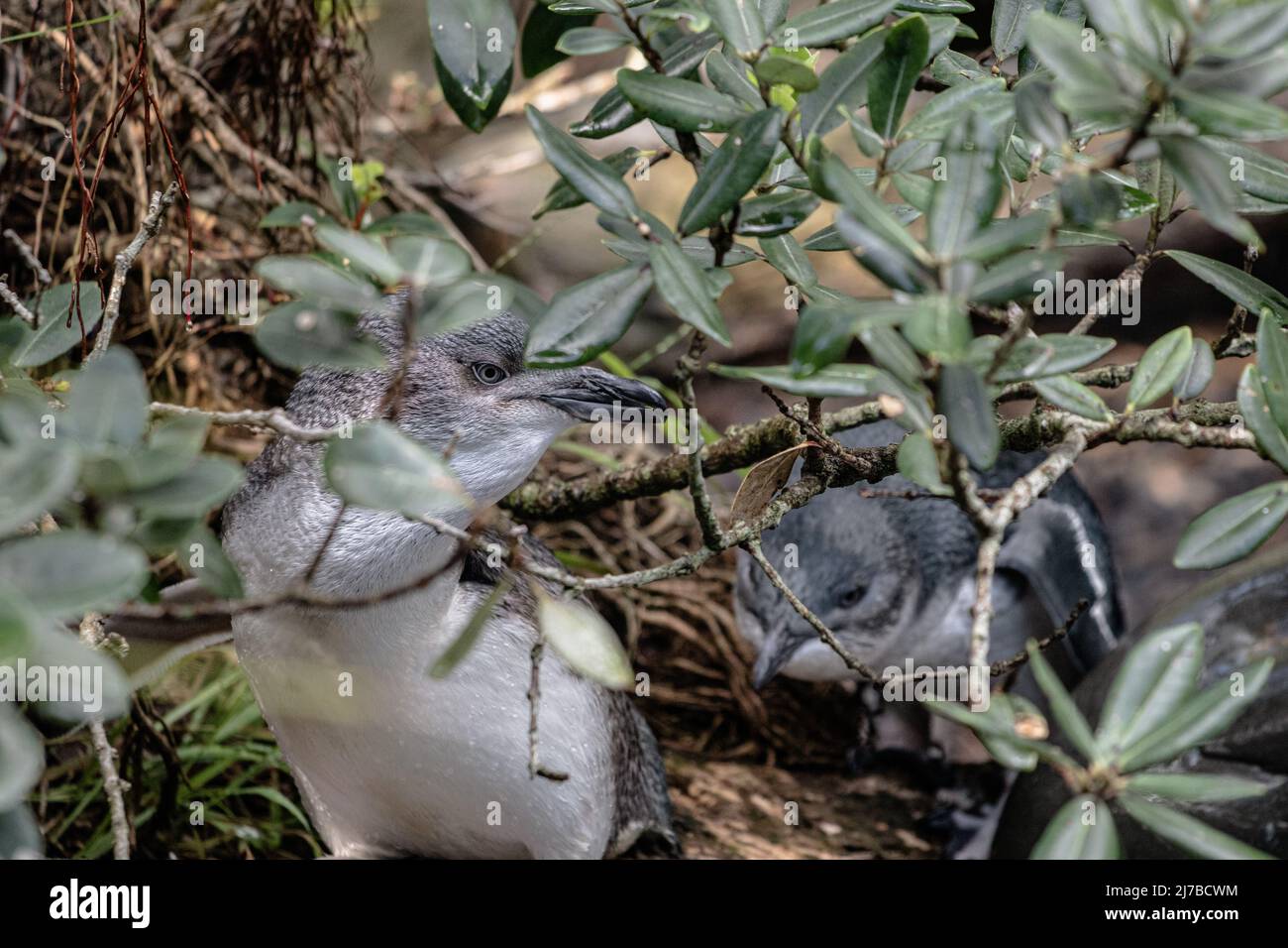 New zealands native bird hi-res stock photography and images - Alamy