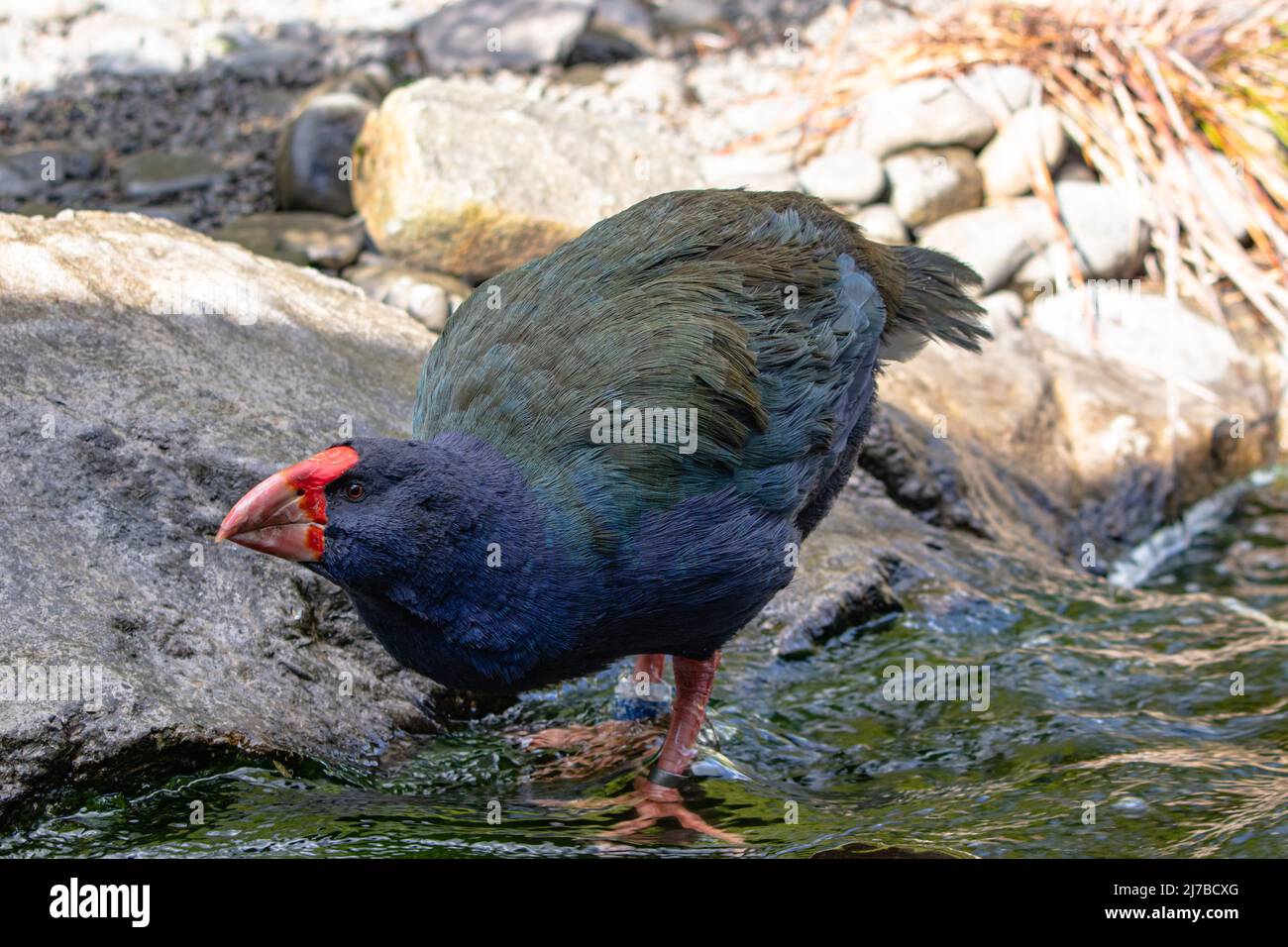 New Zealand Takahe drinking in a stream. Flightless bird native to New ...