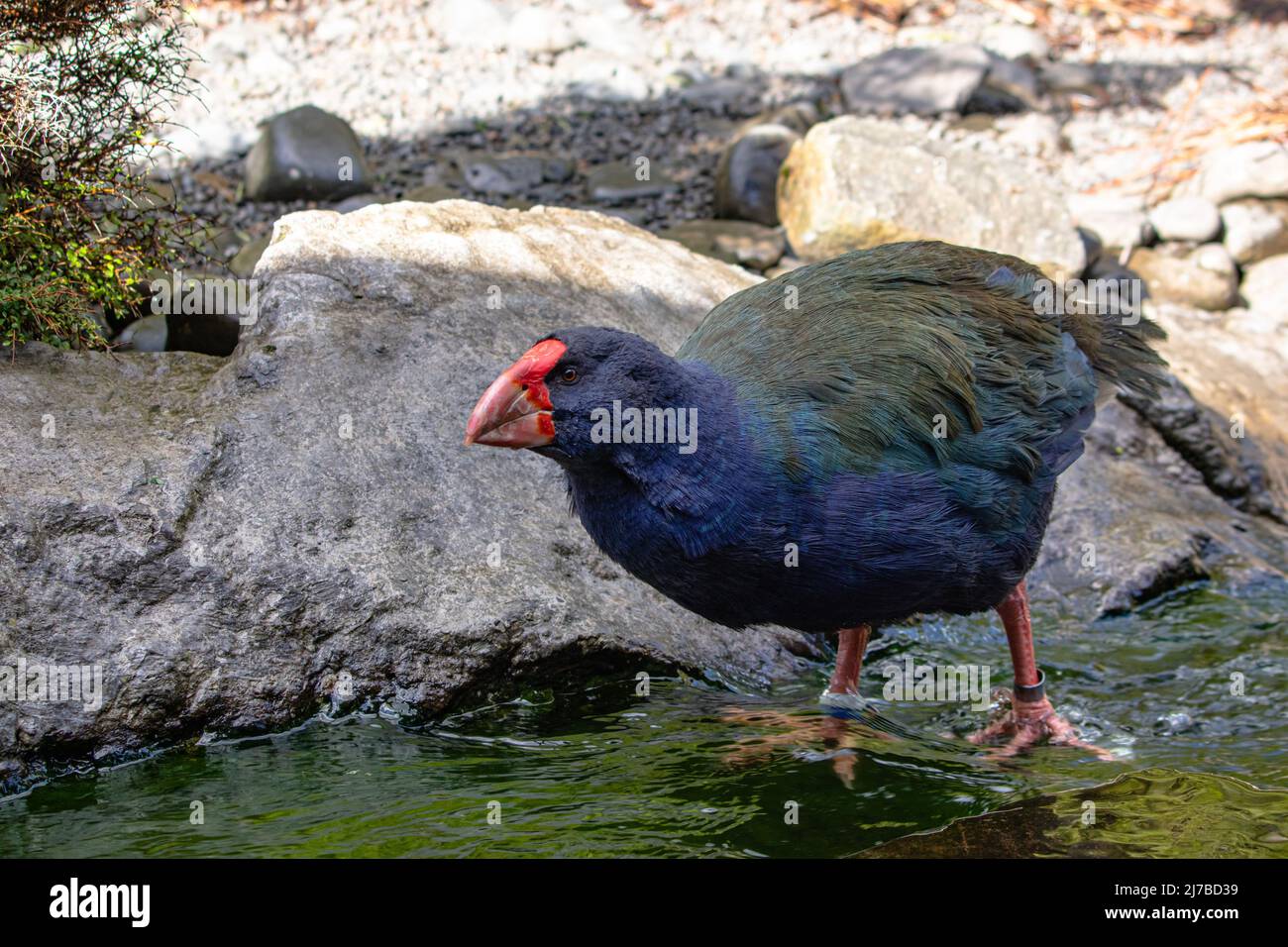 New Zealand Takahe drinking in a stream. Flightless bird native to New ...