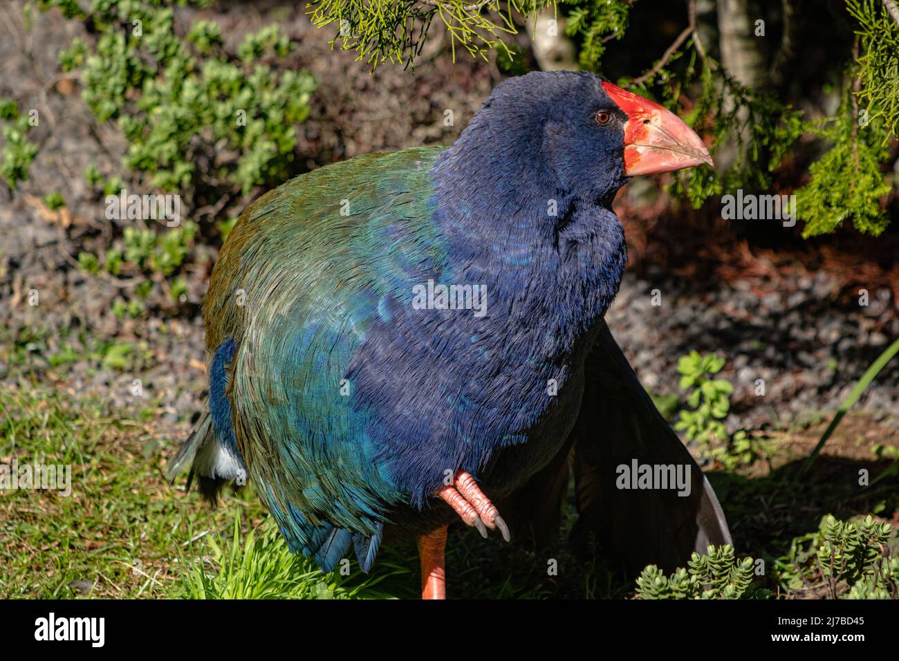New Zealand Takahe preening on some grass. Flightless bird native to ...