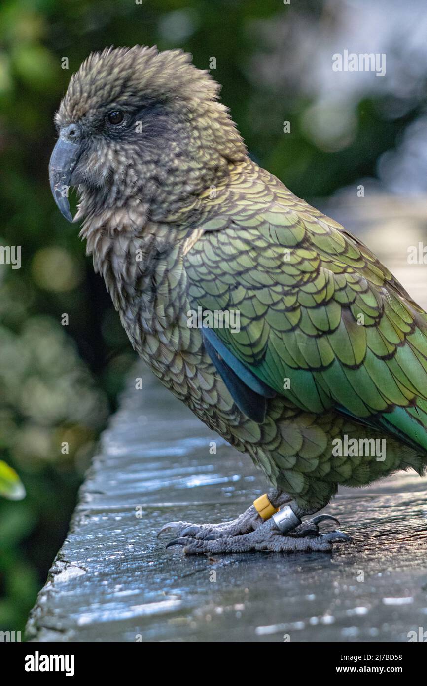 Kea parrot on display in New Zealand. Alpine parrot known for being ...