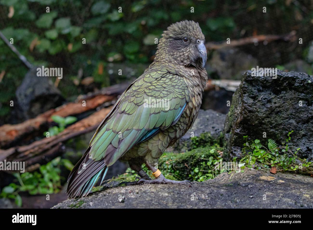 Kea parrot on display in New Zealand. Alpine parrot known for being ...