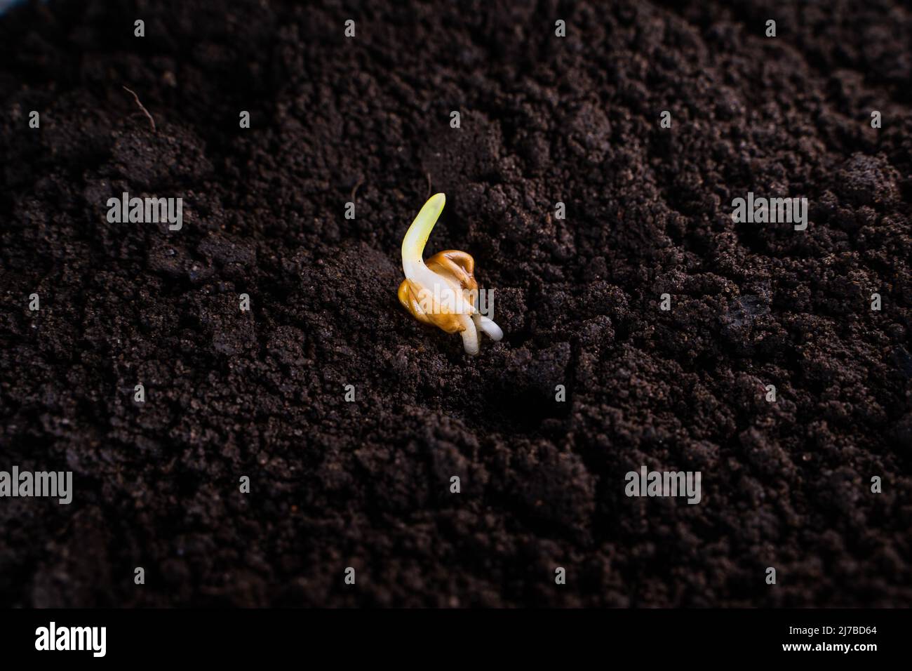 Germinated corn seed close-up on the ground. Sweet corn sprout, root ...