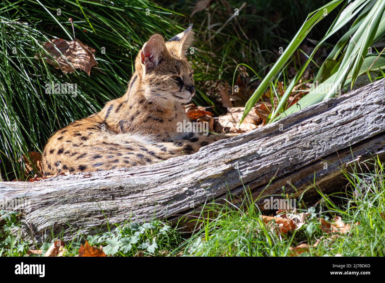 Resting serval hi-res stock photography and images - Alamy