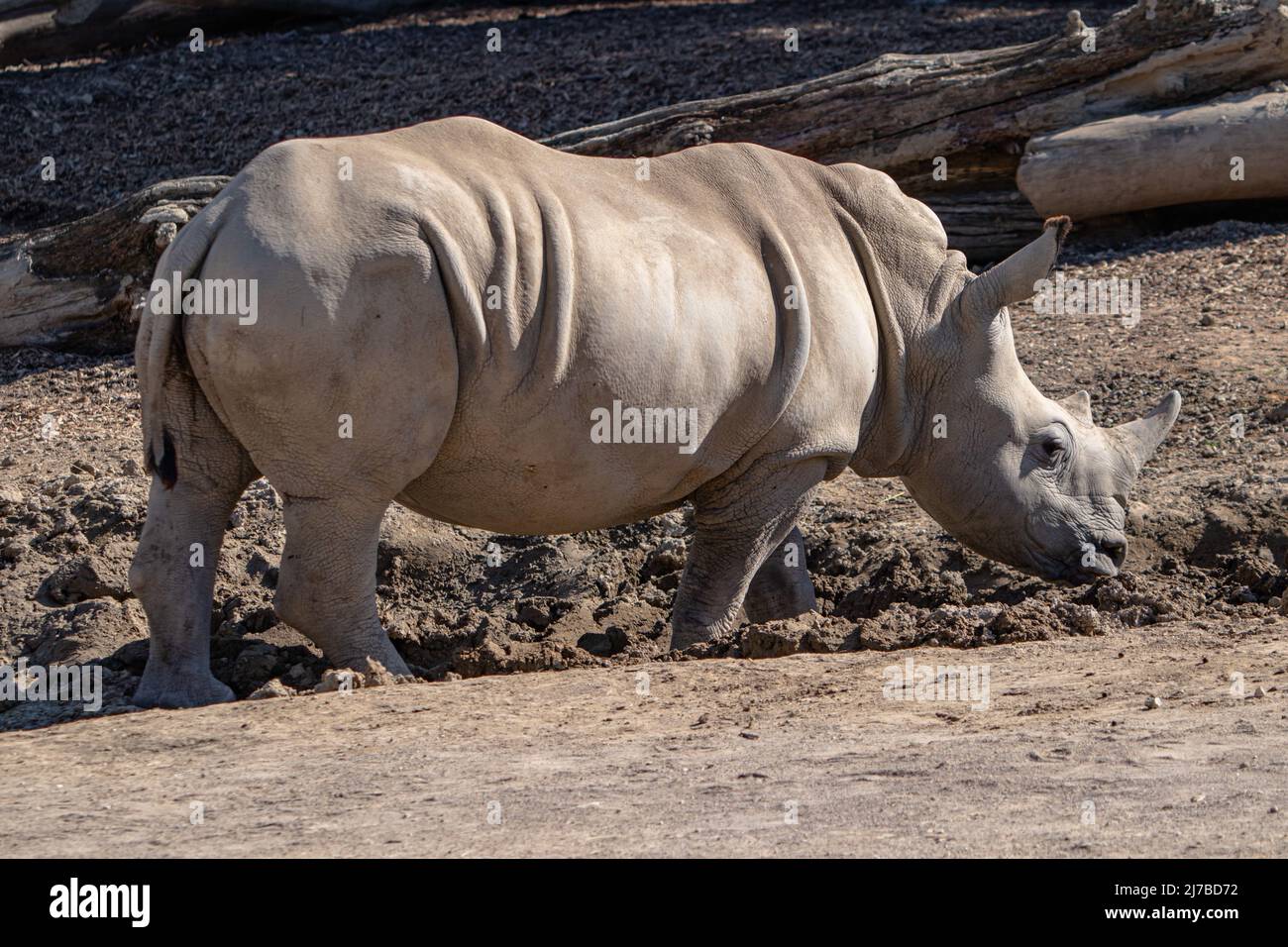 White rhino with horn shown in profile. Harsh sunlight Stock Photo - Alamy