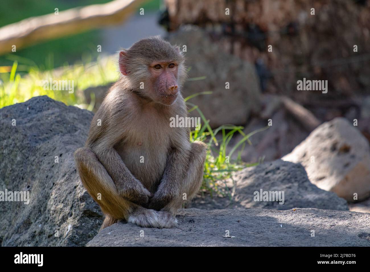 Hamadryas baboon sitting on rock hi-res stock photography and images ...