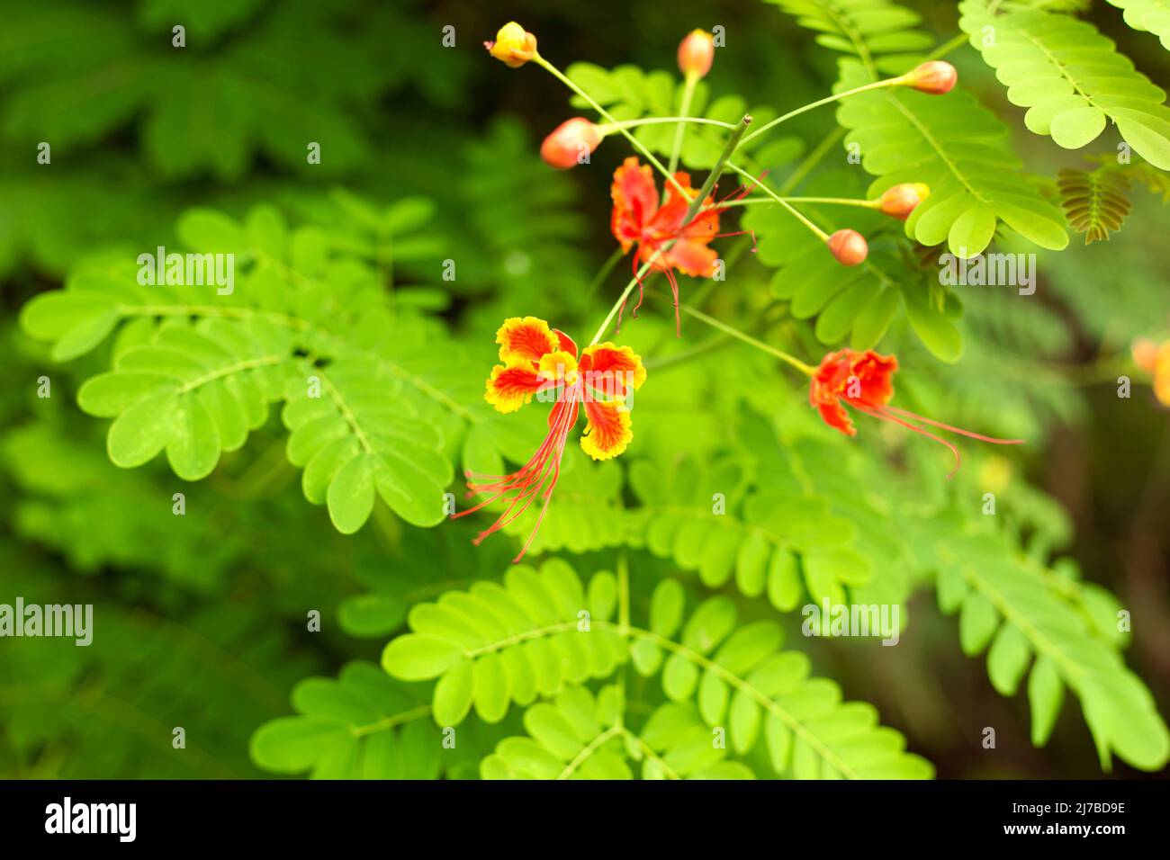 Green leaves and orange flowers of tropic acacia tree. Close up tropic background Stock Photo ...