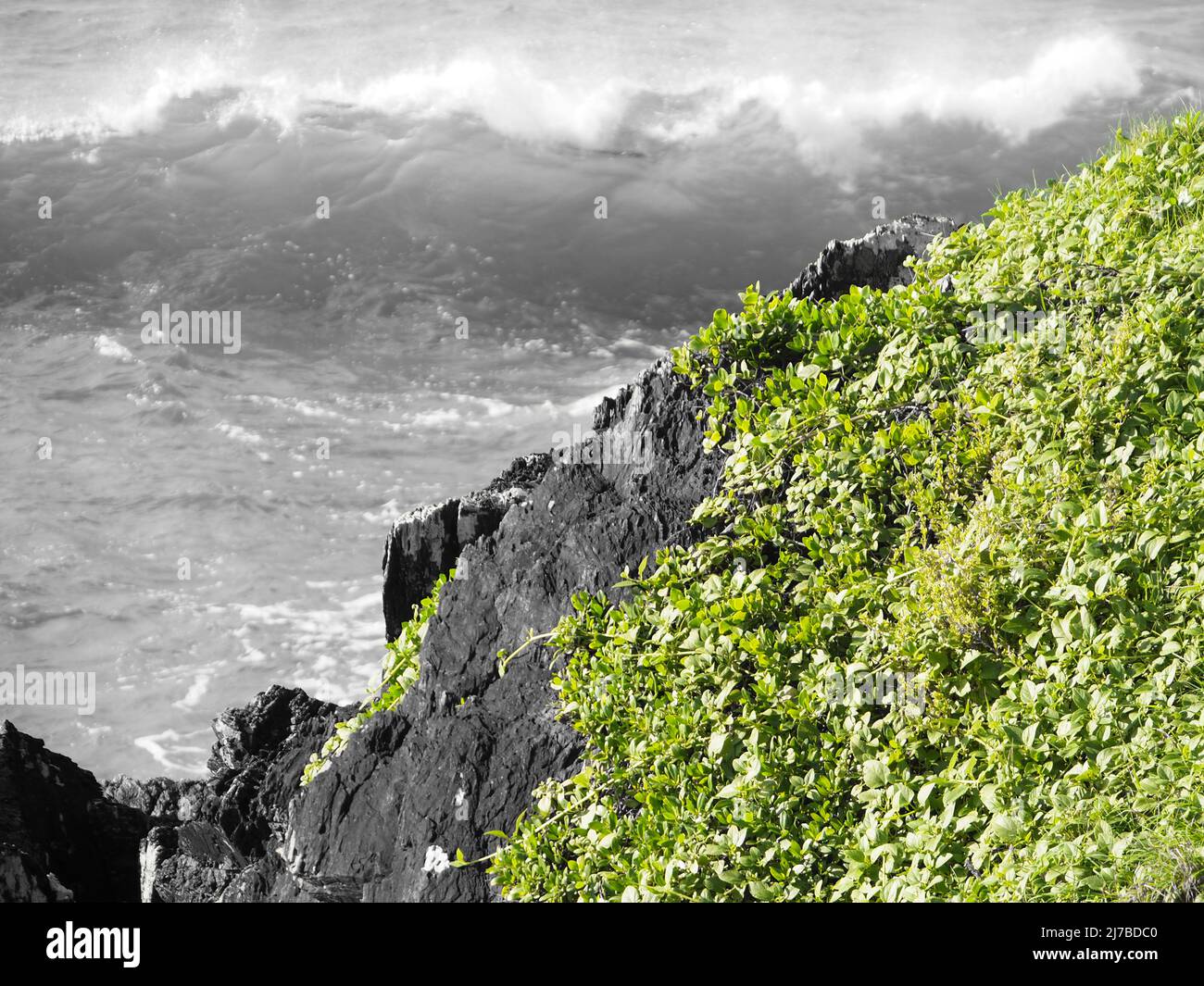 Artistic photo of a wave in monochrome grey crashing in to the green ...