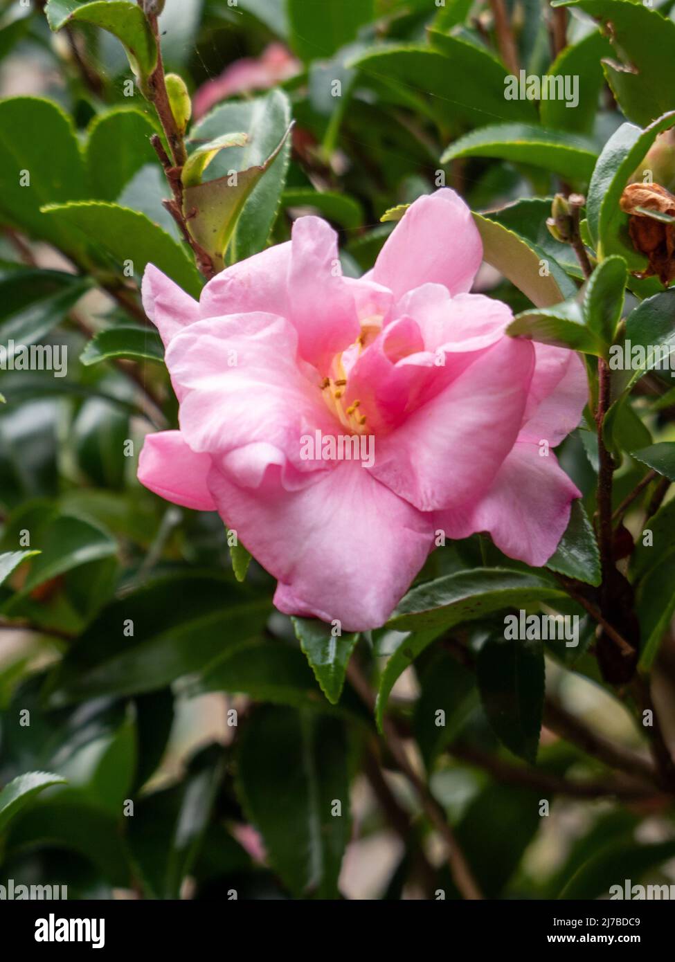 Flowers Closeup, Pink Camellia Flower, Dark Green Glossy Leaves ...
