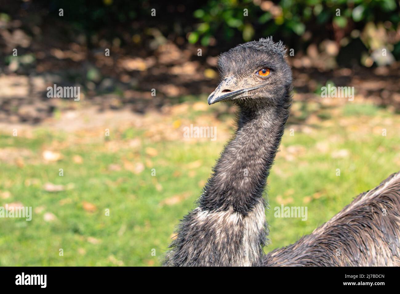 Emu head and neck in close up, looking toward camera. Appears to be ...