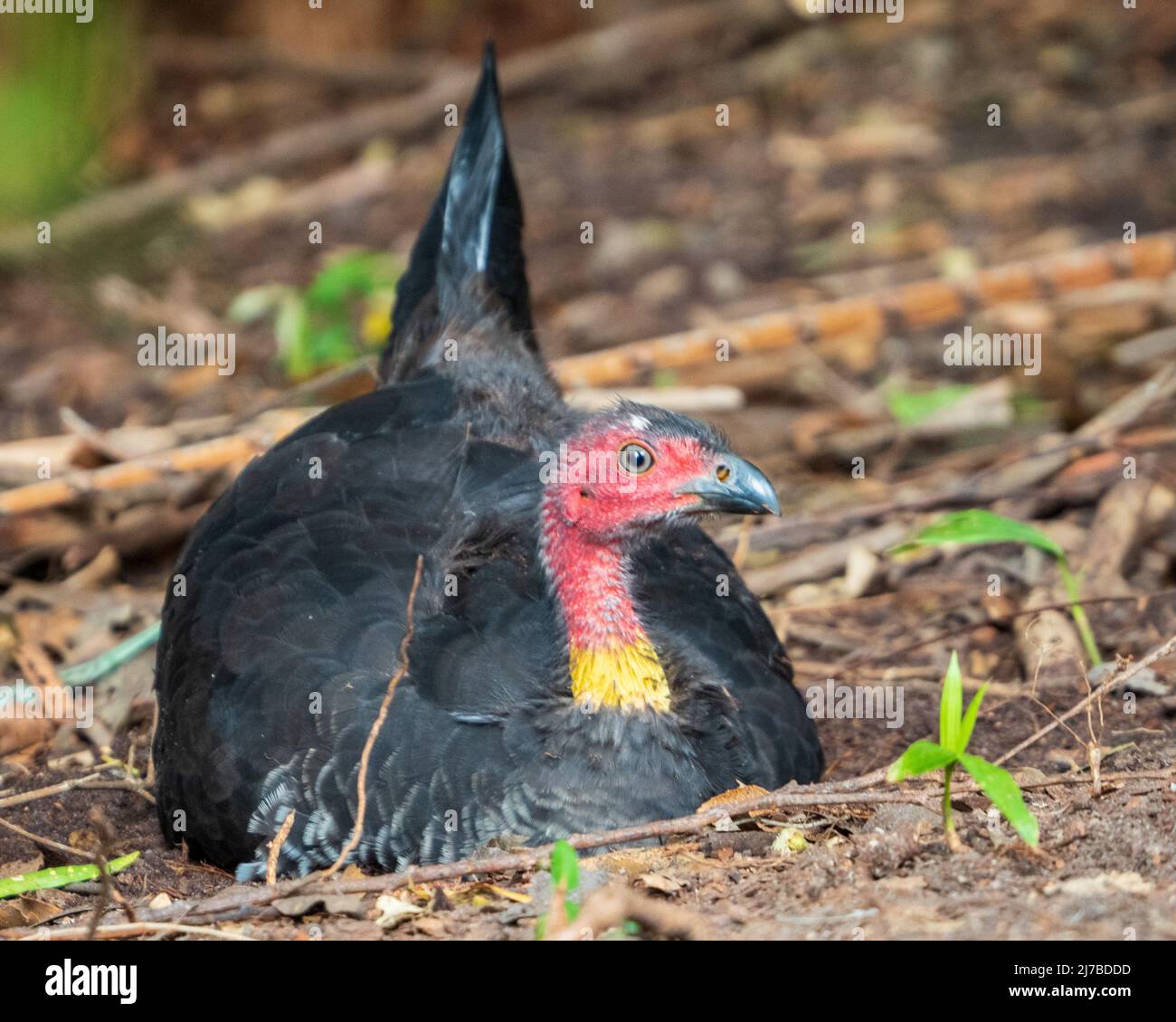 Laterally flattened hi-res stock photography and images - Alamy