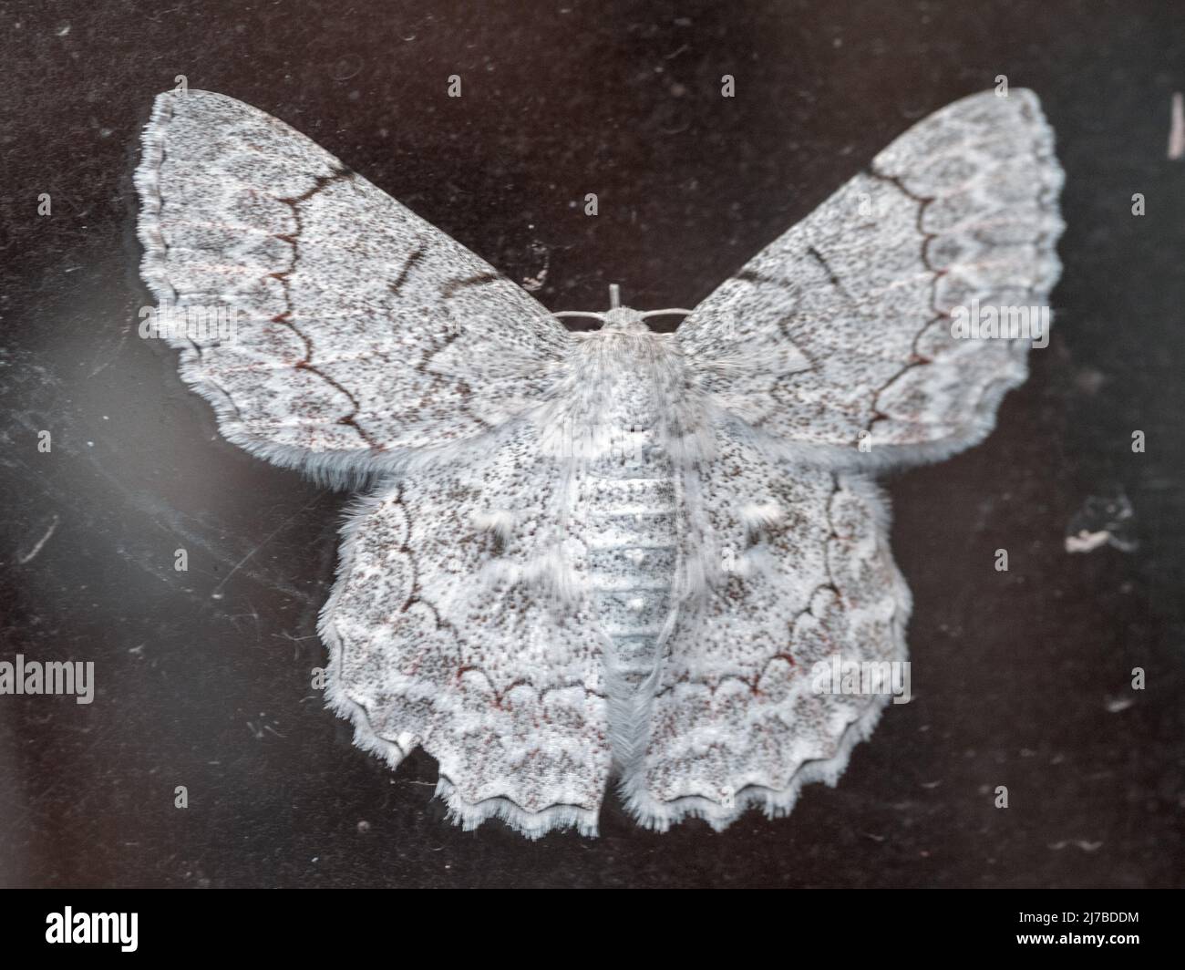 Insects, moth on dirty glass window, closeup, Australia Stock Photo - Alamy