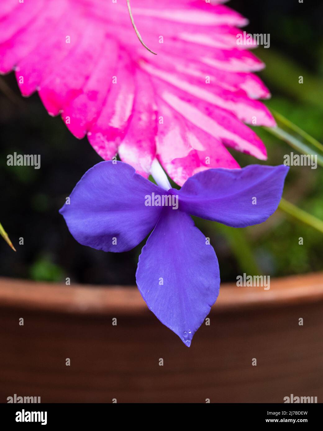 Pink Quill plant , Wet Paddle shaped Hot Pink Bracts Bromeliad ...