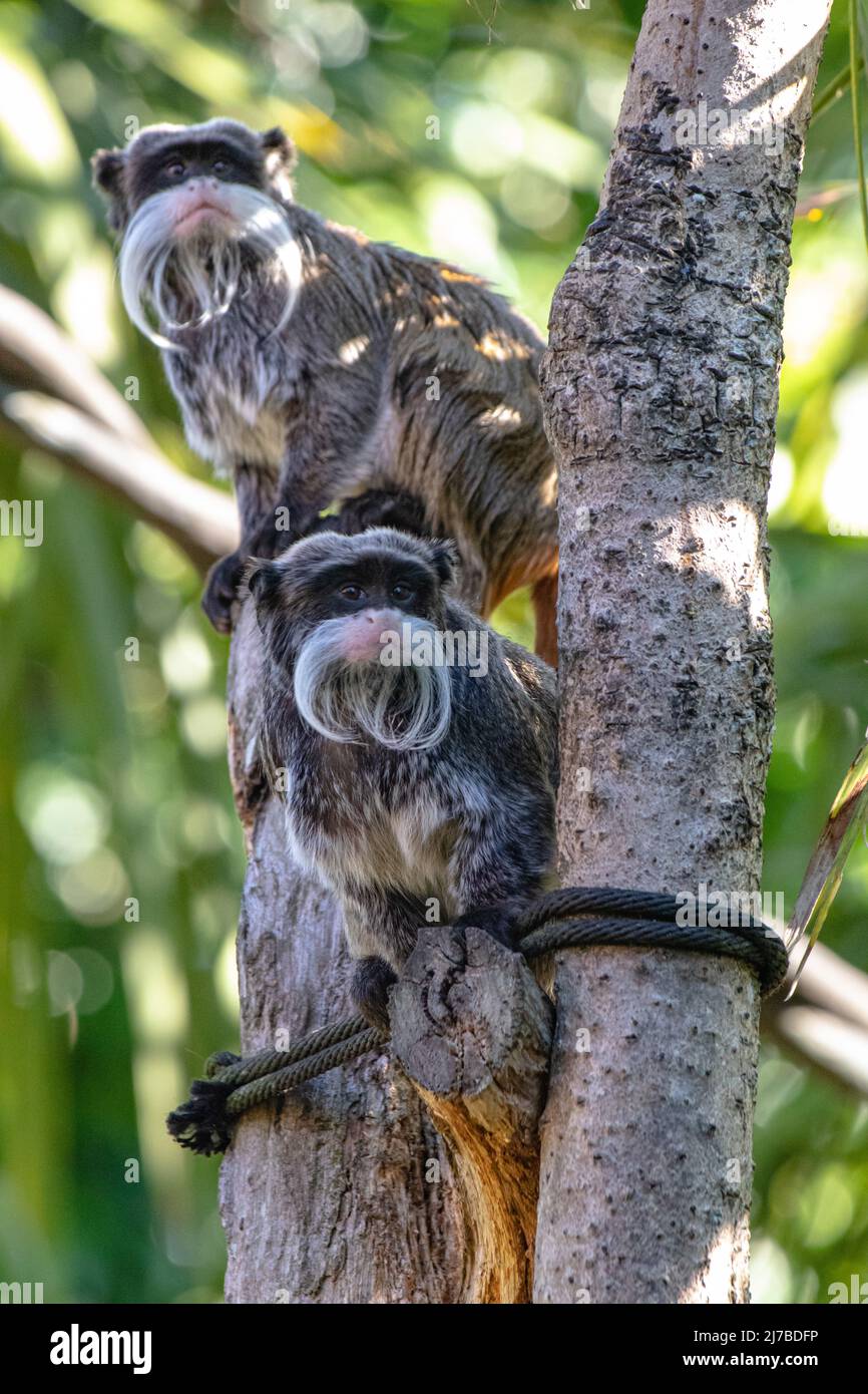 A pair of emperor Tamarin monkeys clinging to a tree. Long moustache ...