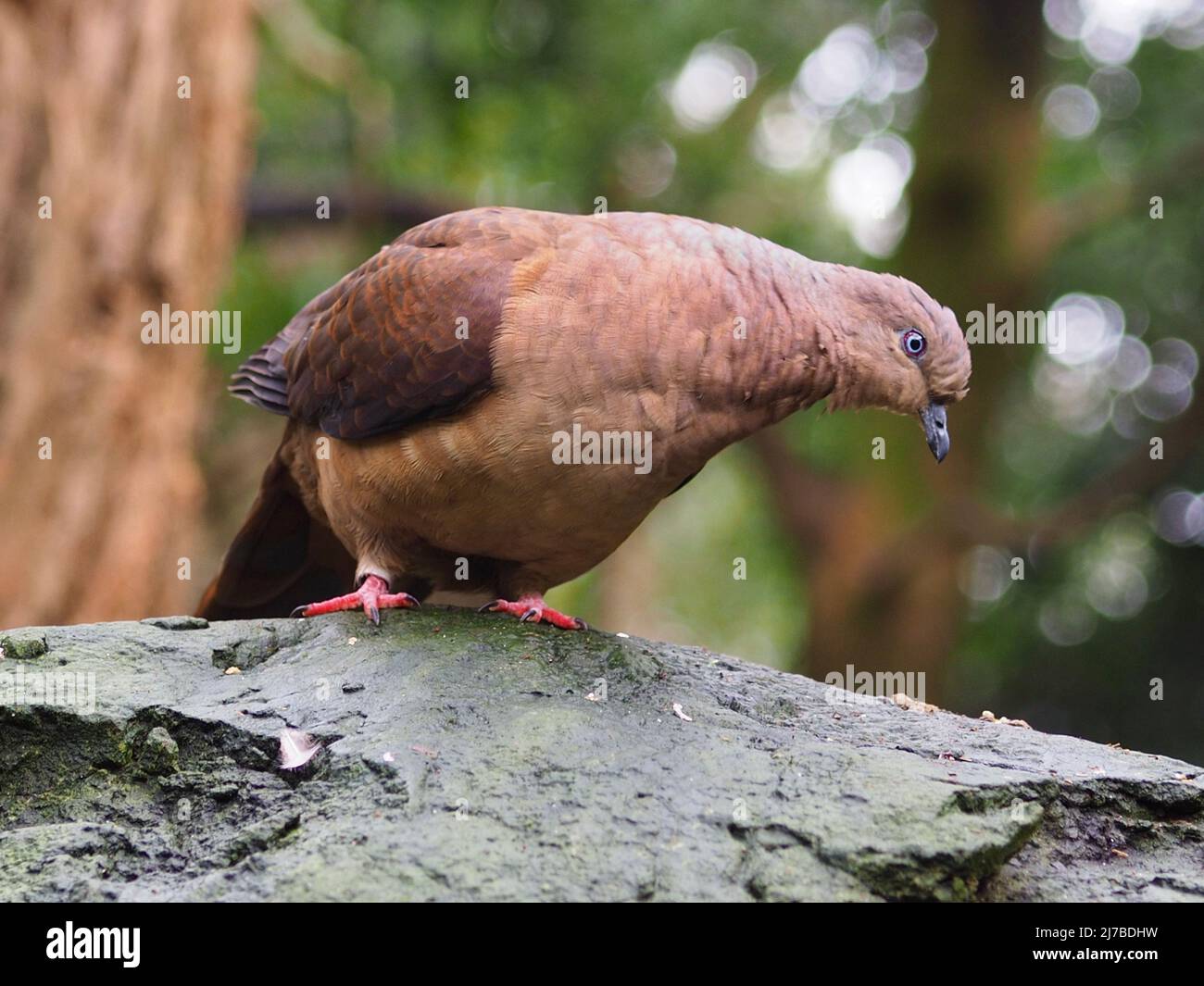 Remarkable radiant pretty Brown Cuckoo-Dove in a delightful curious ...