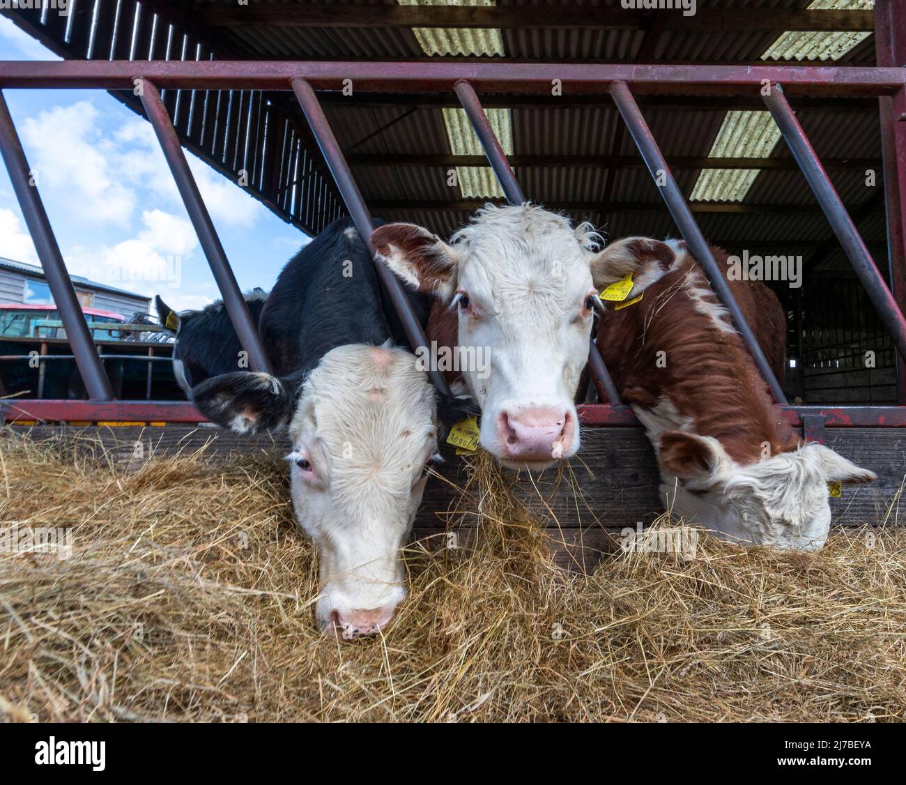 Diary cows feeding on grass at Humble by NatureMonmouthshire, Wales ...