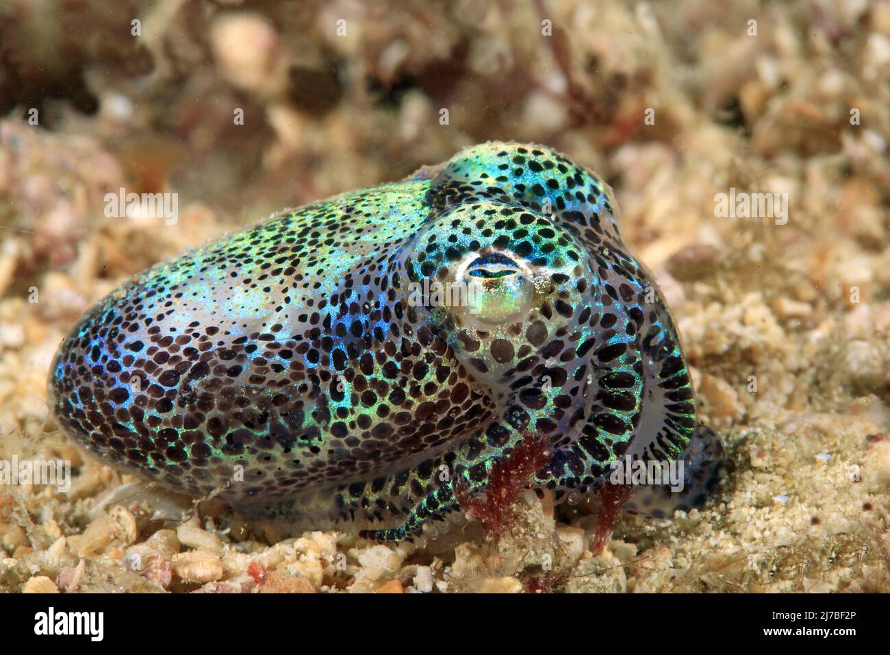 Bobtail squid bioluminescent hi-res stock photography and images - Alamy
