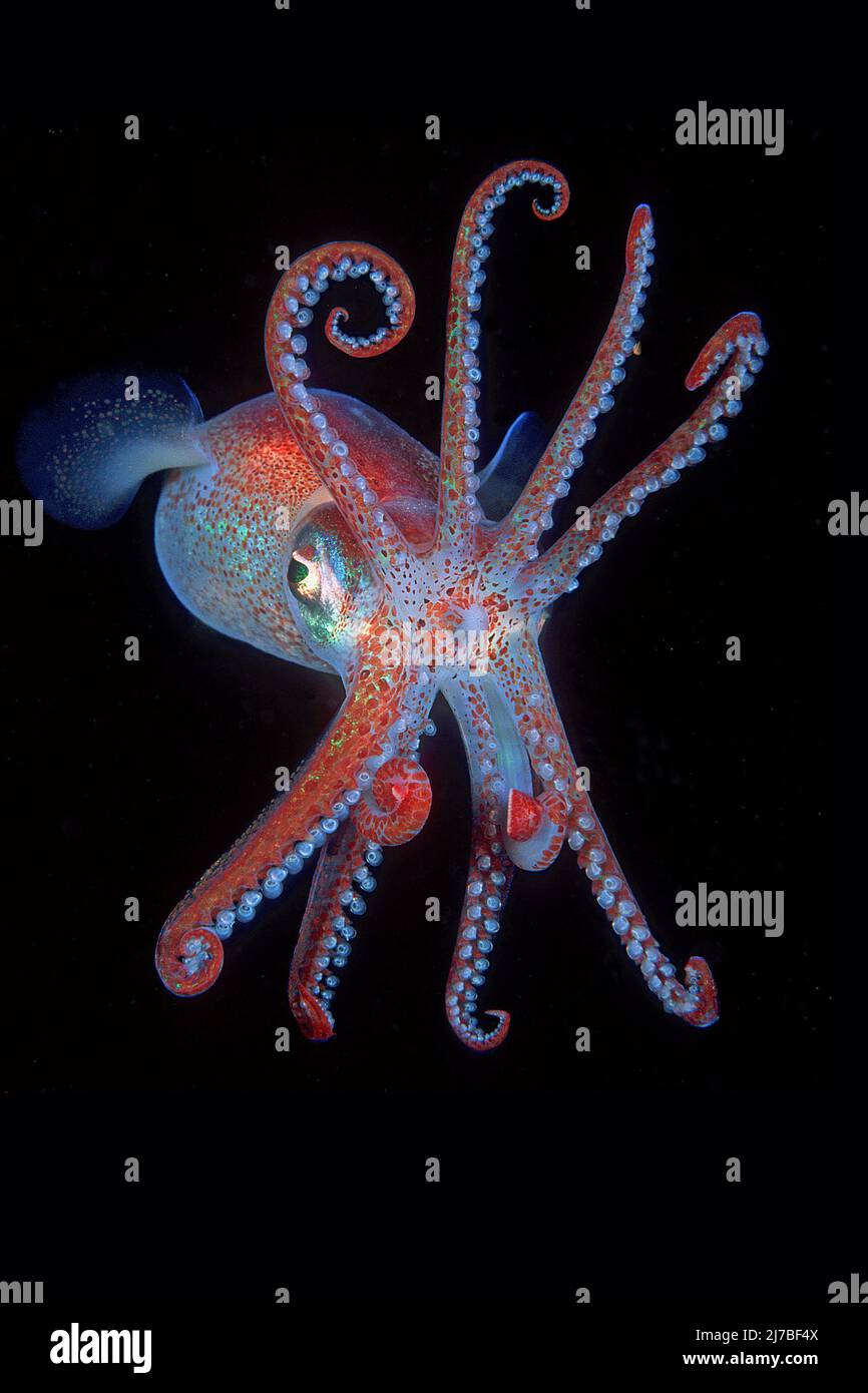 Zwerg norwegen hi-res stock photography and images - Alamy