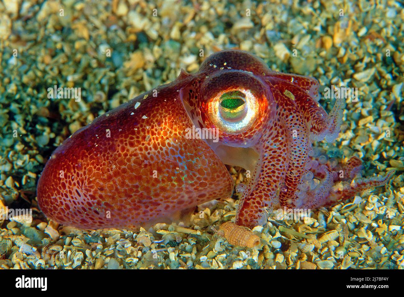 Minisepie hi-res stock photography and images - Alamy