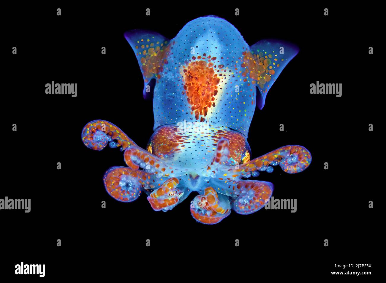 Atlantic Bobtail Squids High Resolution Stock Photography and Images ...