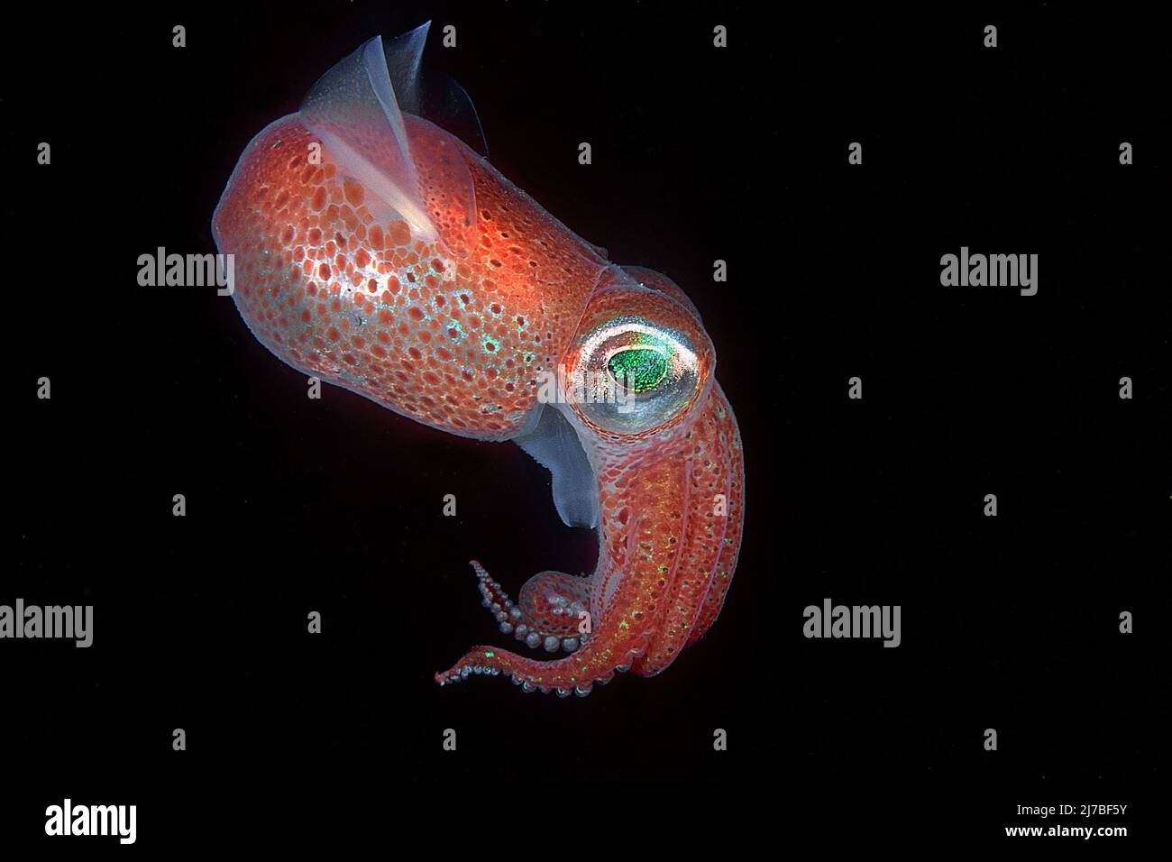 Minisepie hi-res stock photography and images - Alamy