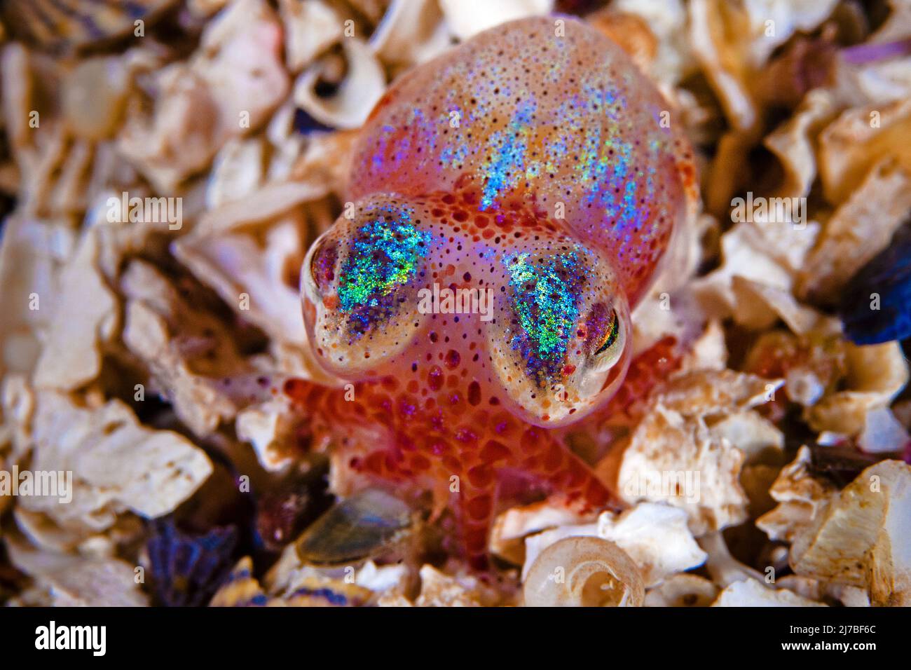 Bioluminescent bacteria ocean hi-res stock photography and images - Alamy