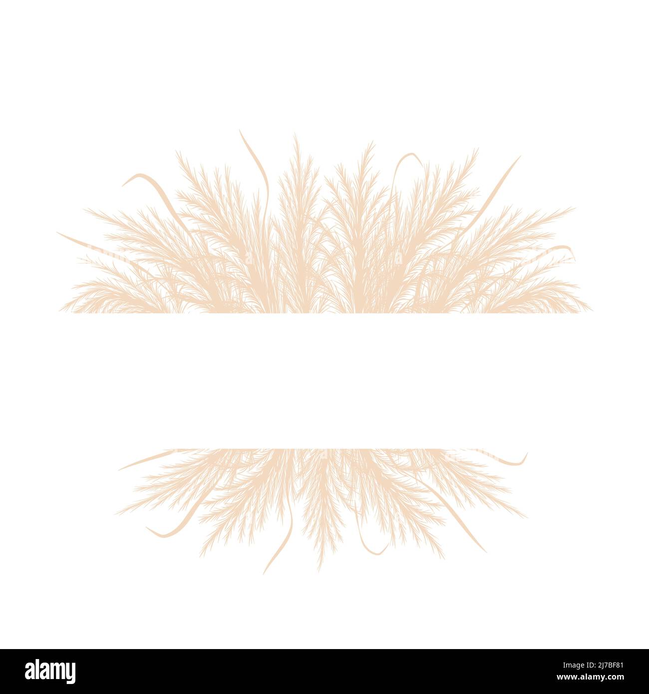 Pampas grass in border Stock Vector Images - Alamy