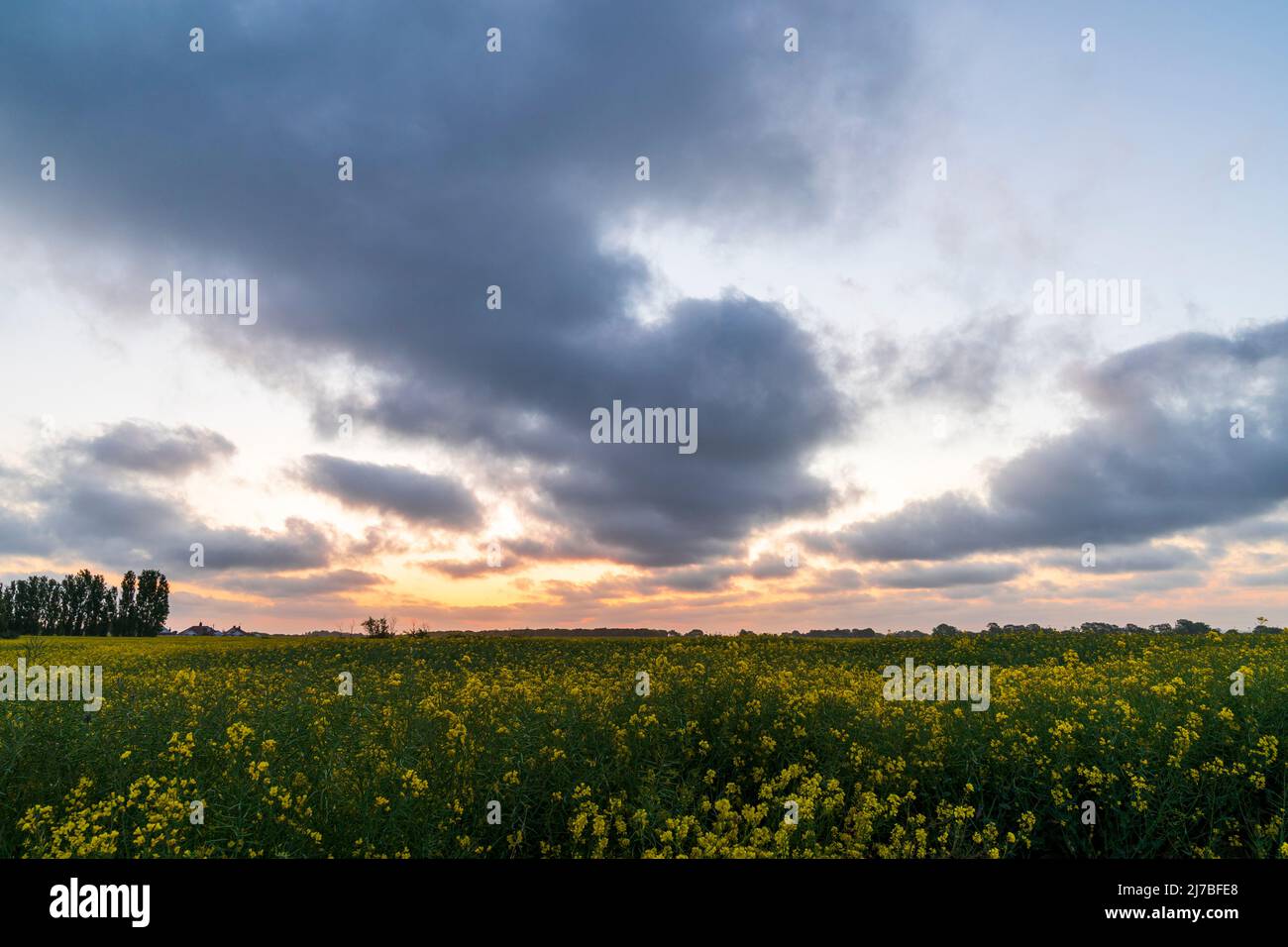 Dramatic sky at dawn over a field of rapeseed in the Kent countryside ...