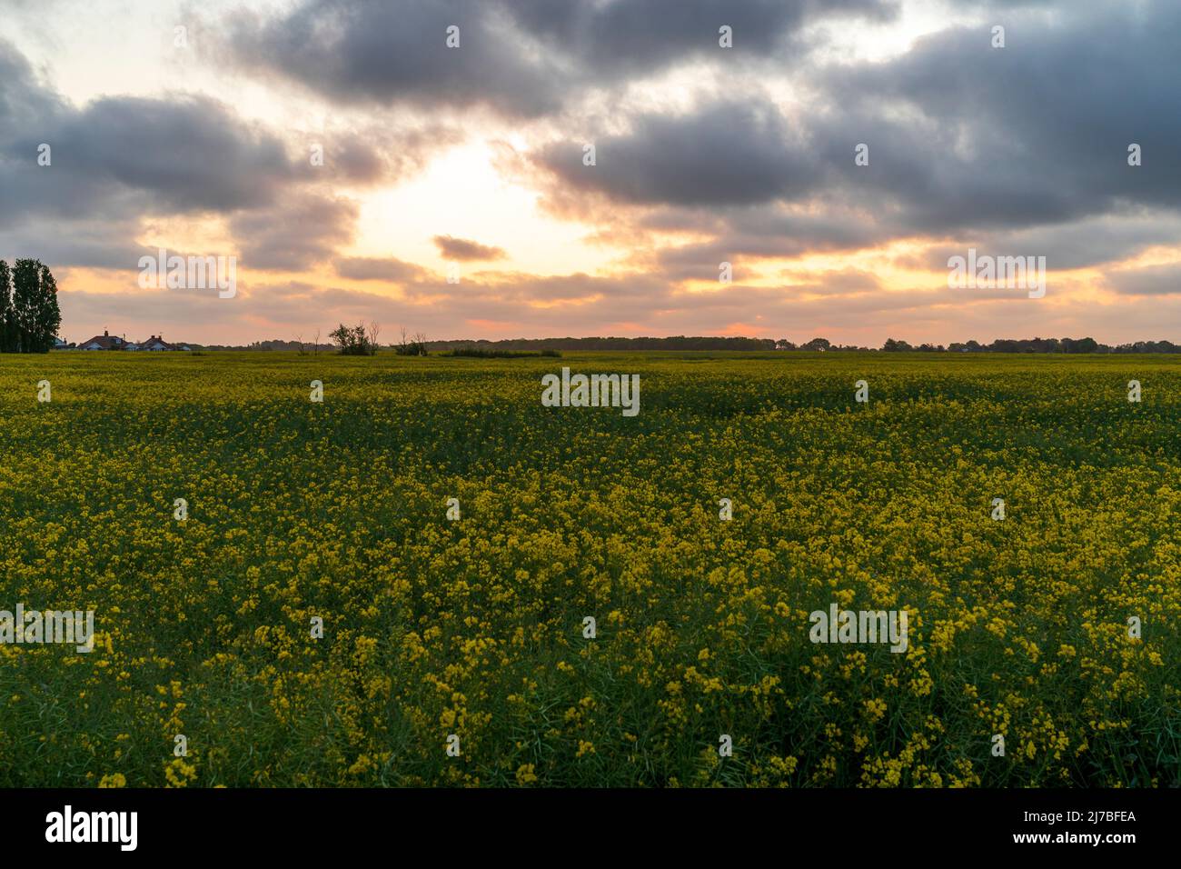 Dramatic sky at dawn over a field of rapeseed in the Kent countryside ...