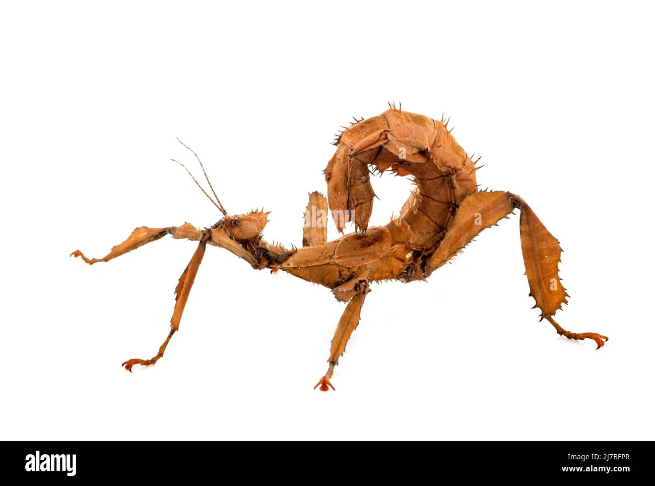 stick insect in front of white background Stock Photo - Alamy