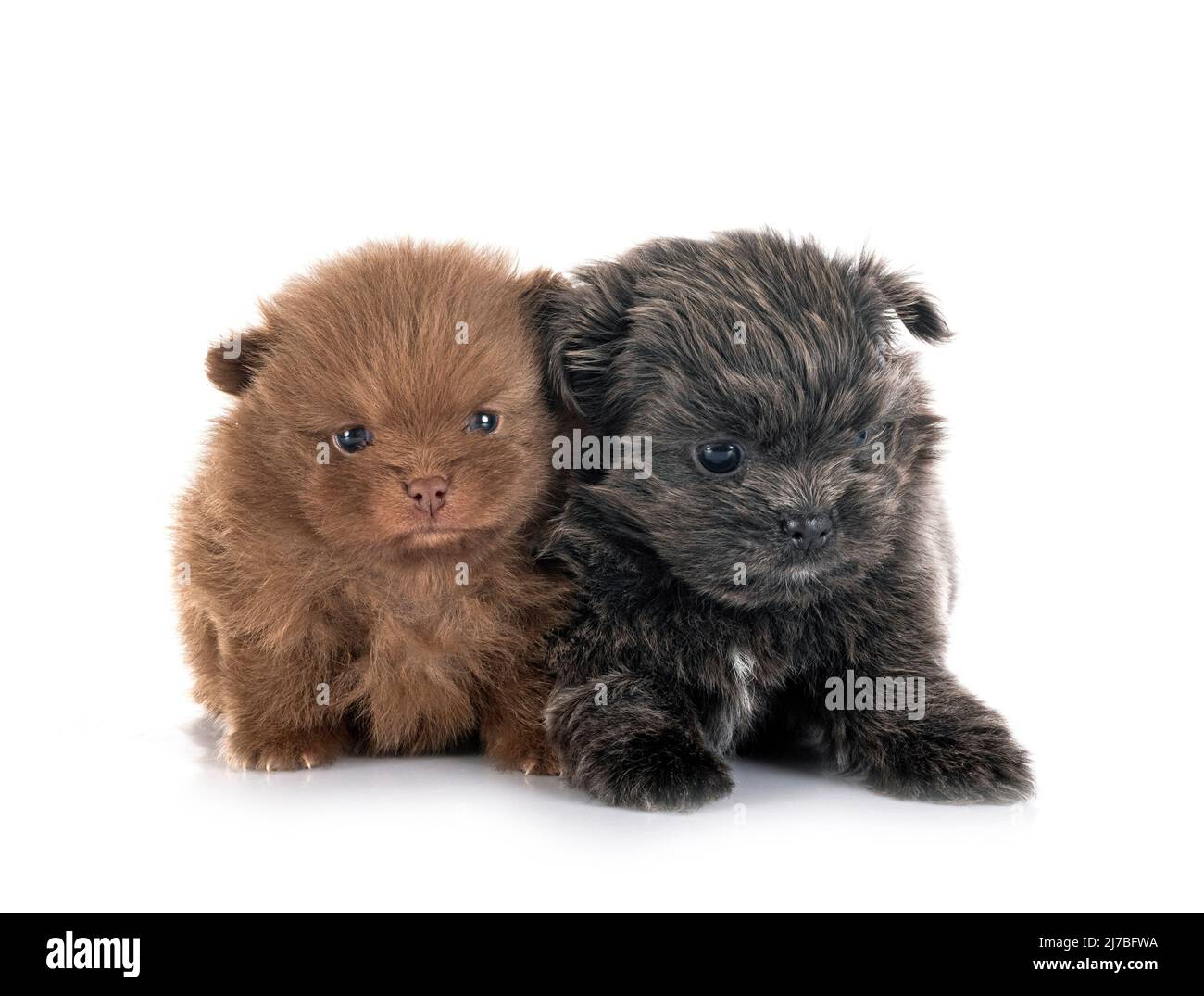 Black Pomeranian Shih Tzu Mix