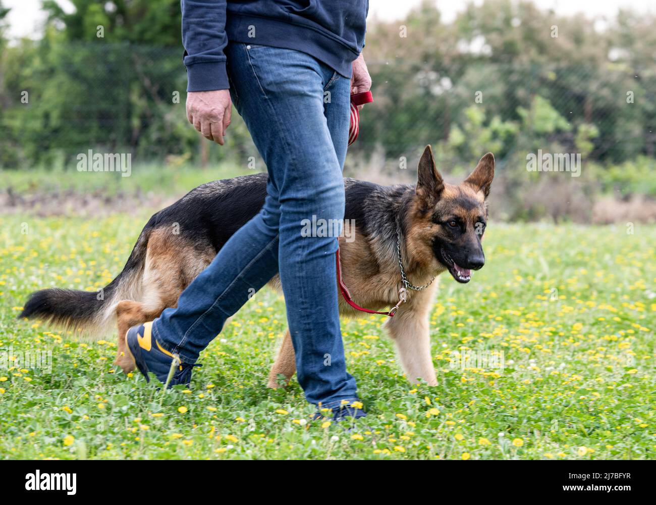 Man walking with sheepdog hi-res stock photography and images - Alamy