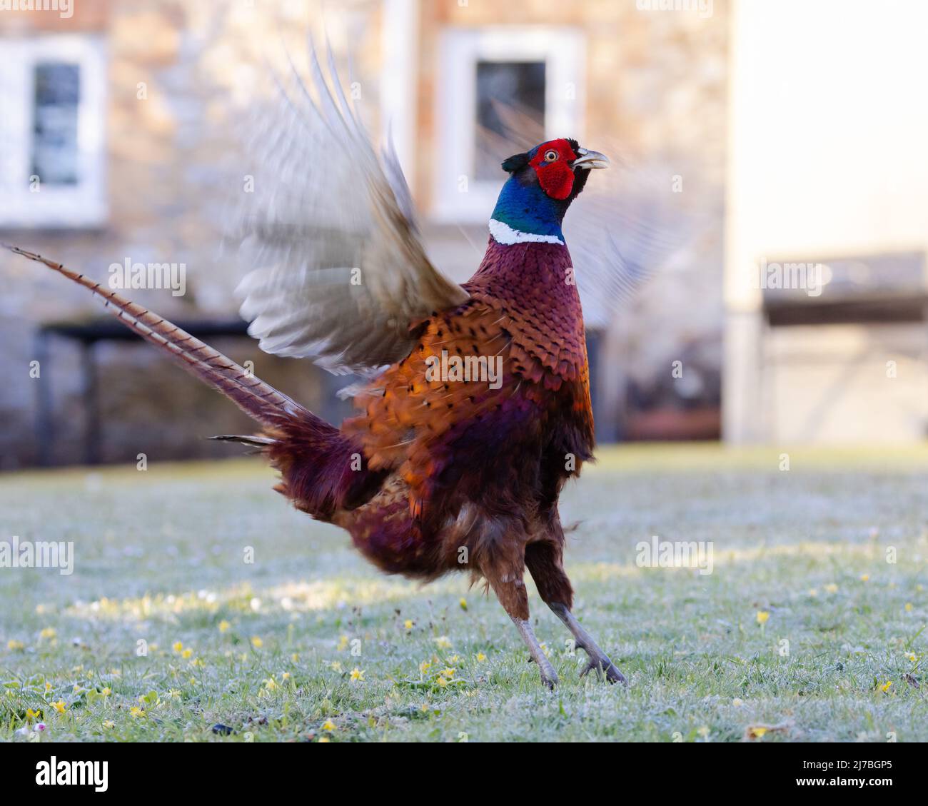 Male Pheasant [ Phasianus colchicus ] displaying on lawn in front of a ...