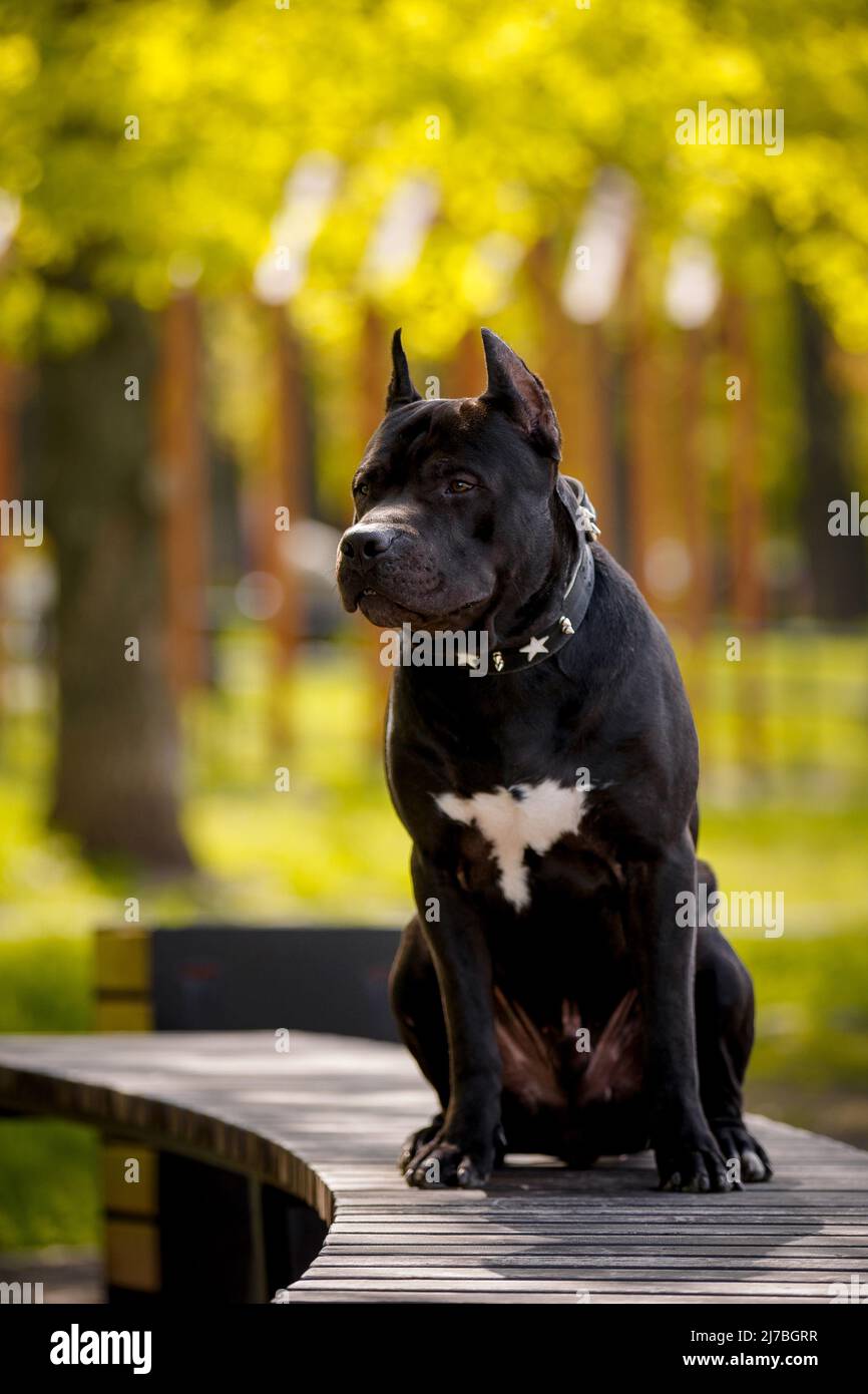Excited pit bull hi-res stock photography and images - Alamy