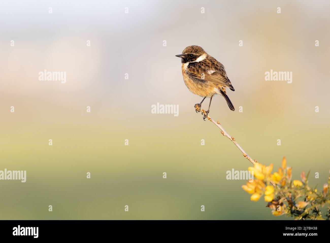 male Stonechat [ Saxicola rubicola ] on flowering Gorse Stock Photo - Alamy