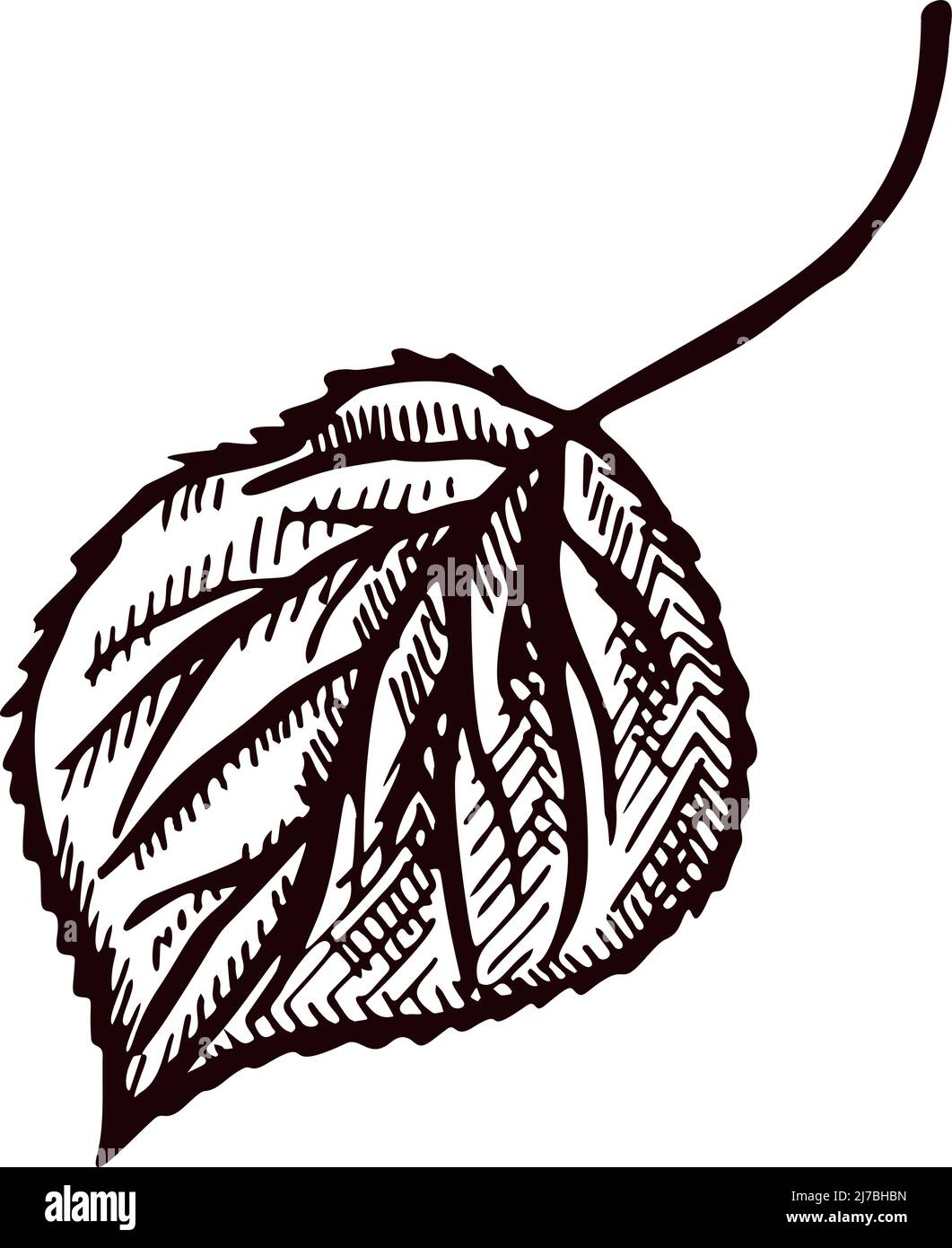 Birch leaf engraved in isolated white background. Retro tree foliage in ...