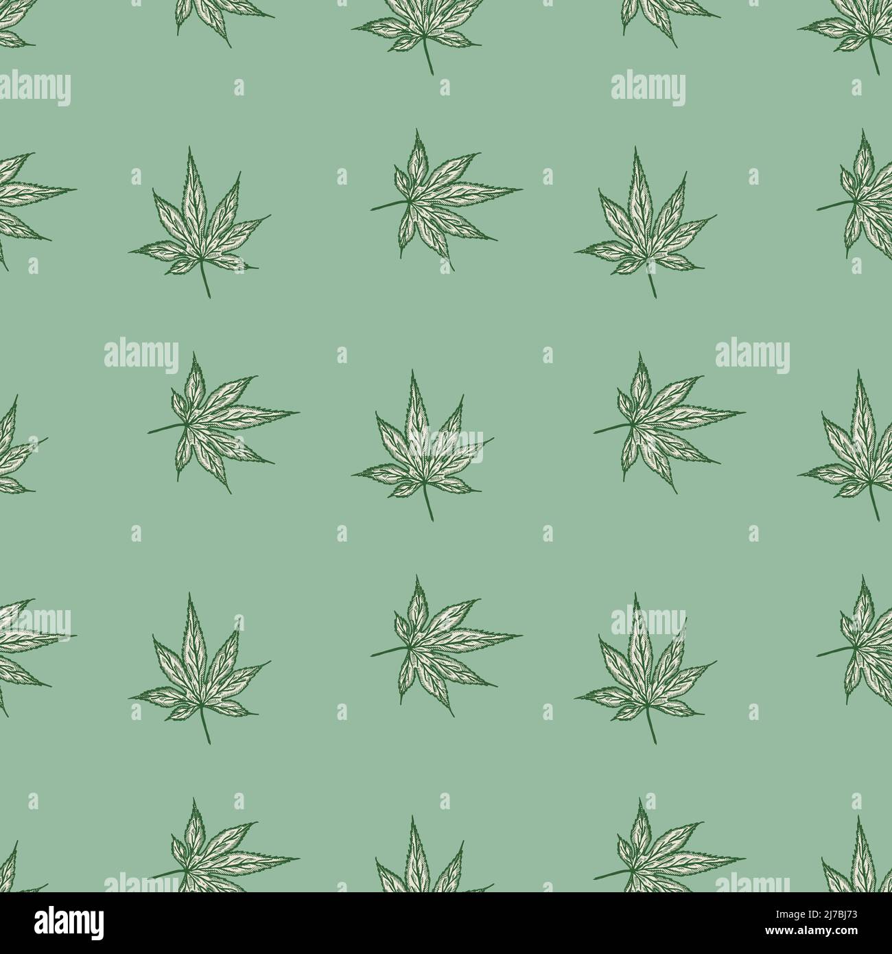 Leaves maple canadian engraved seamless pattern. Vintage background botanical leaf cannabis in ...